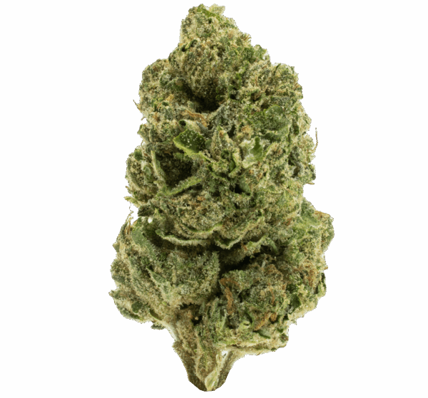 Sherb Cream Pie THCA Flower - Asheville Dispensary Sherb Cream Pie THCA Flower - Asheville Dispensary