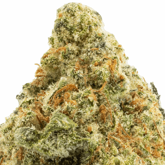 White Runtz THCA Flower - Asheville Dispensary