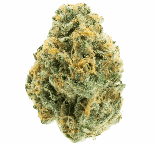 Orange Cream THCA Flower - Asheville Dispensary