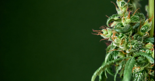 What Is Delta 9 THC? A Comprehensive Guide to Effects, Legality, and ...