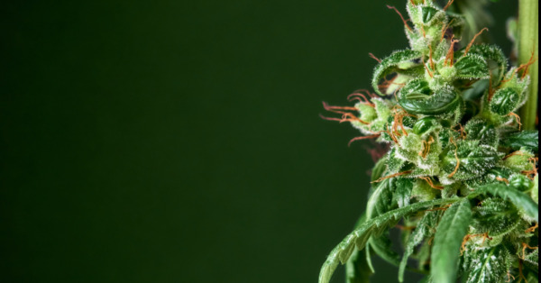 What Is Delta 9 THC? A Comprehensive Guide to Effects, Legality, and ...
