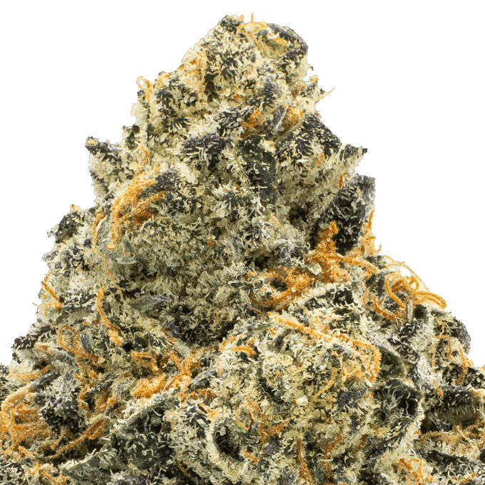 Blueberry Pie Strain - THCA Flower - Asheville Dispensary