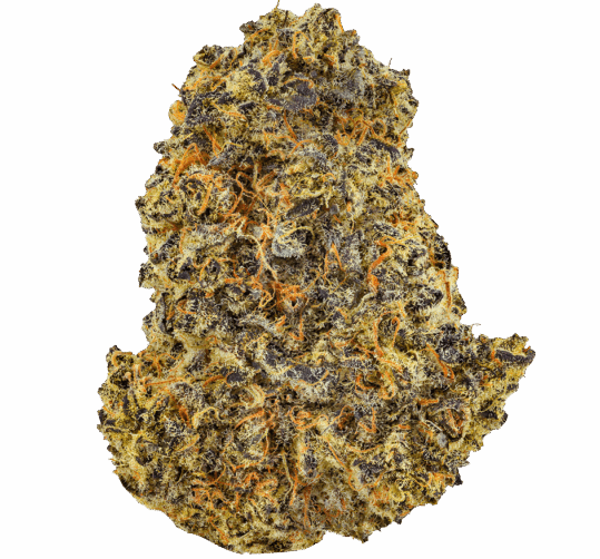 White Bugatti Strain - THCA Flower - Asheville Dispensary - NEW