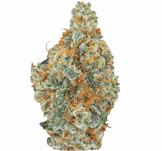 Tropical Flame Strain - THCA Flower - Asheville Dispensary