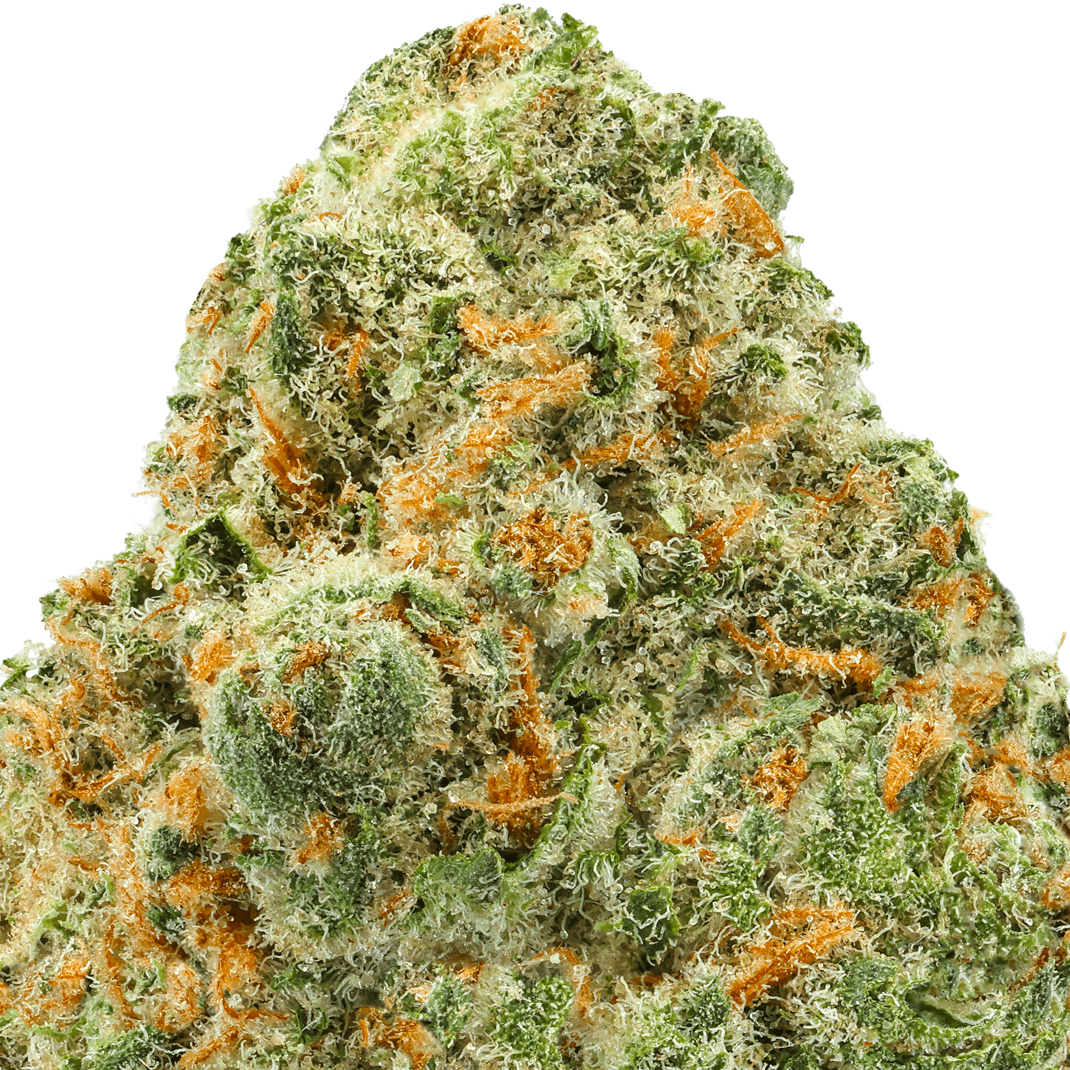 Malawi Gold Strain - THCA Flower - Asheville Dispensary