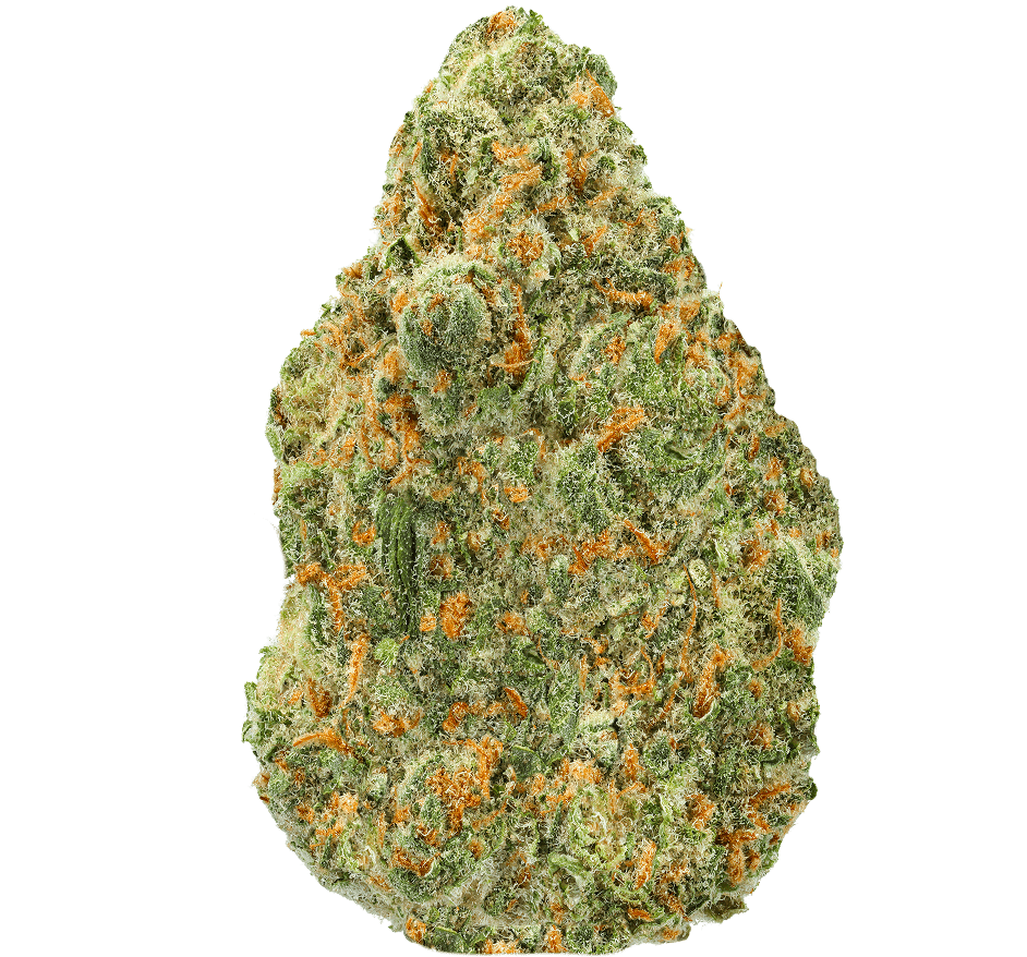 Malawi Gold Strain - THCA Flower - Asheville Dispensary