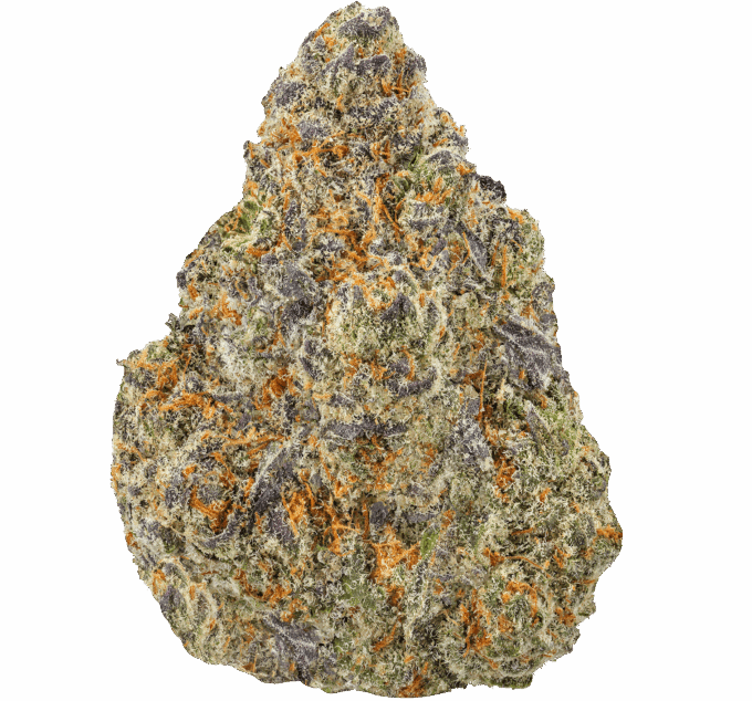 Double Lemon Gucci Strain - THCA Flower - Asheville Dispensary