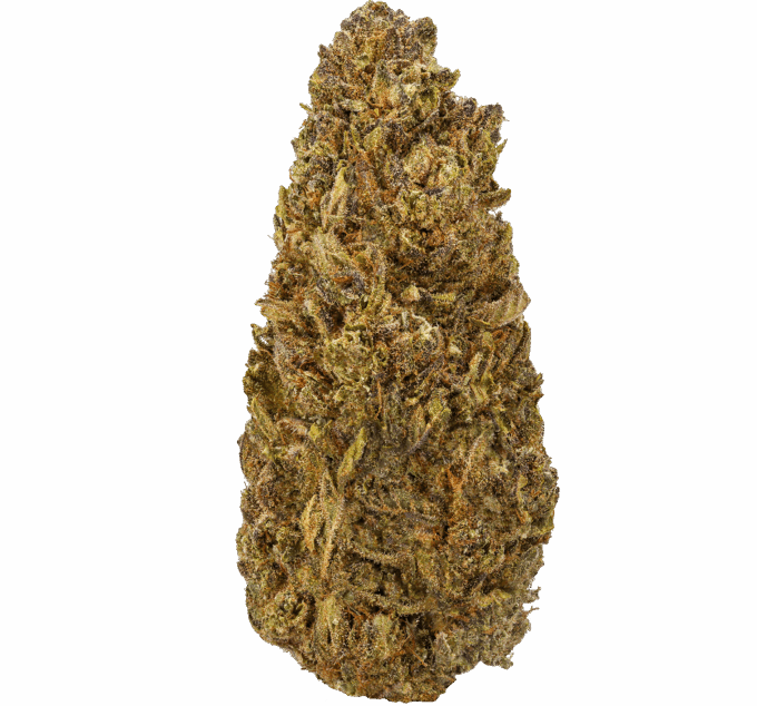 Black Truffle Strain - THCA Flower - Asheville Dispensary